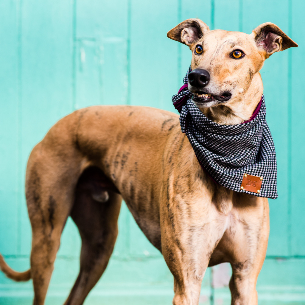 Dog Neckerchief Bandanas by The Distinguished Dog Company