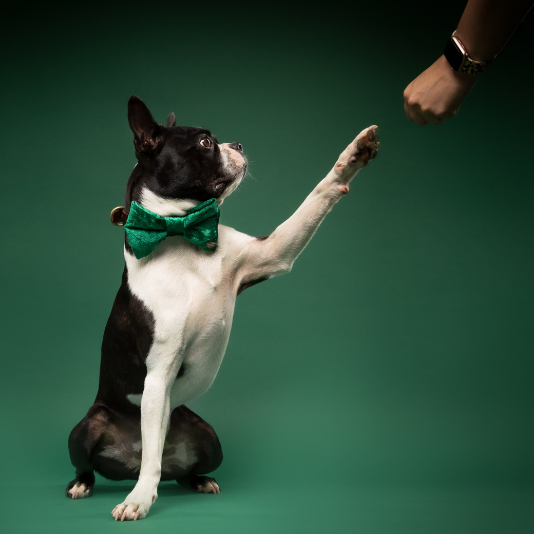 The Distinguished Dog Co | Extraordinary Apparel for Humans and Hounds ...