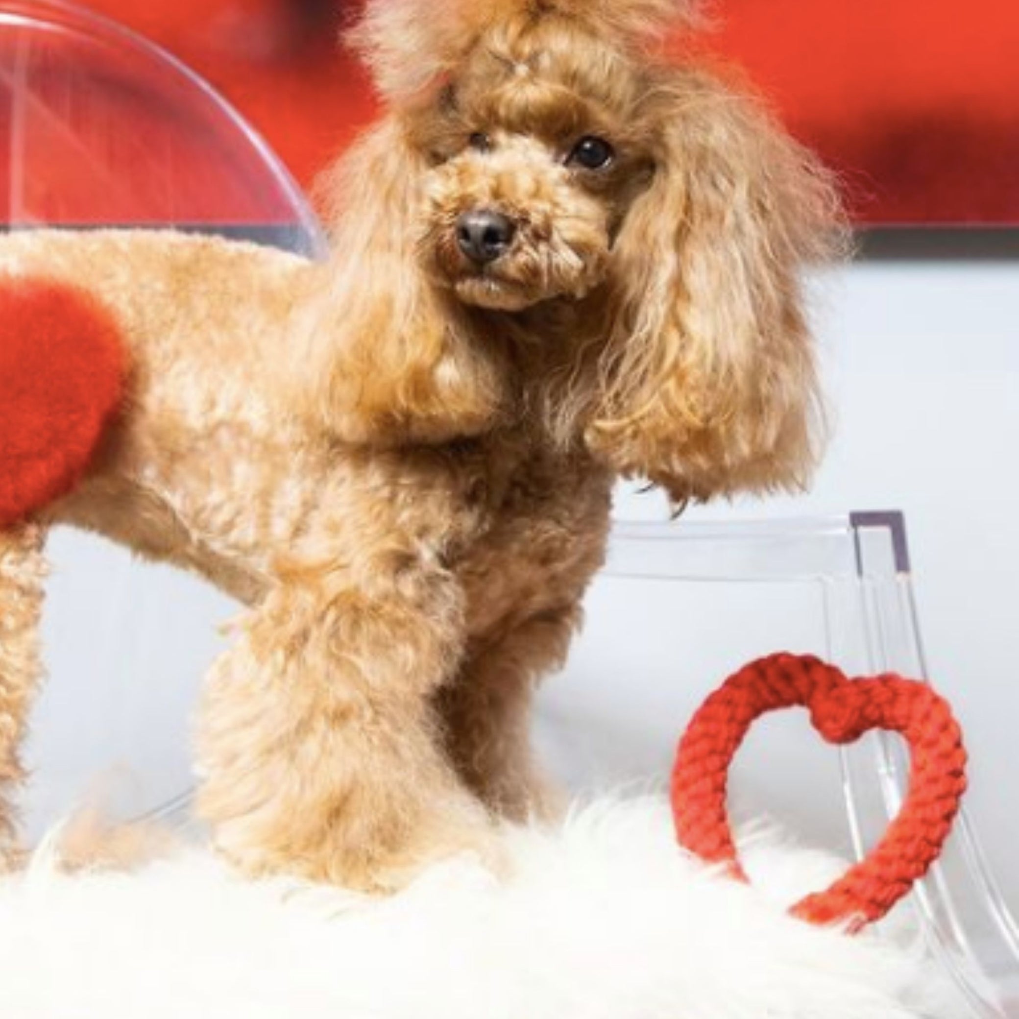 The Distinguished Dog Co | Extraordinary Apparel for Humans and Hounds ...