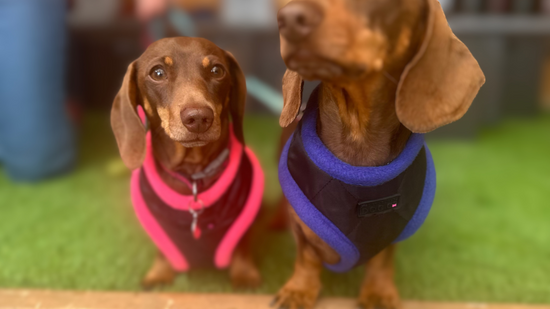 The Distinguished Dog Co | Extraordinary Apparel for Humans and Hounds ...