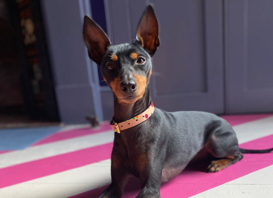 The Distinguished Dog Co | Extraordinary Apparel for Humans and Hounds ...