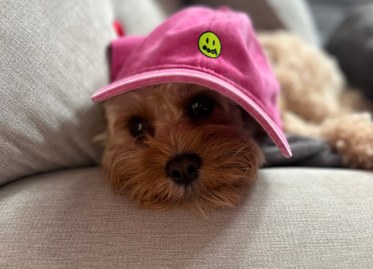 The Distinguished Dog Co | Extraordinary Apparel for Humans and Hounds ...