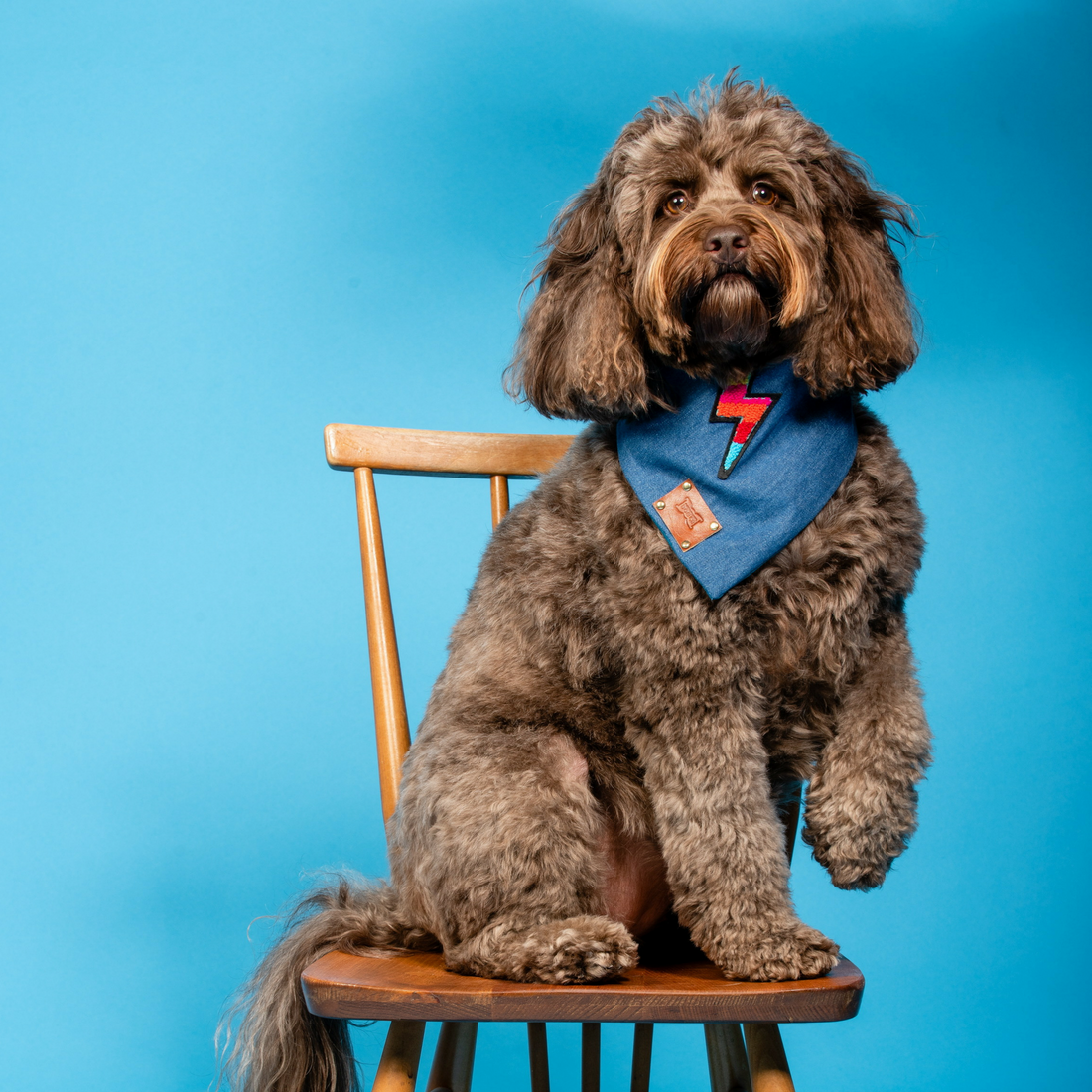 The Distinguished Dog Co | Extraordinary Apparel for Humans and Hounds ...